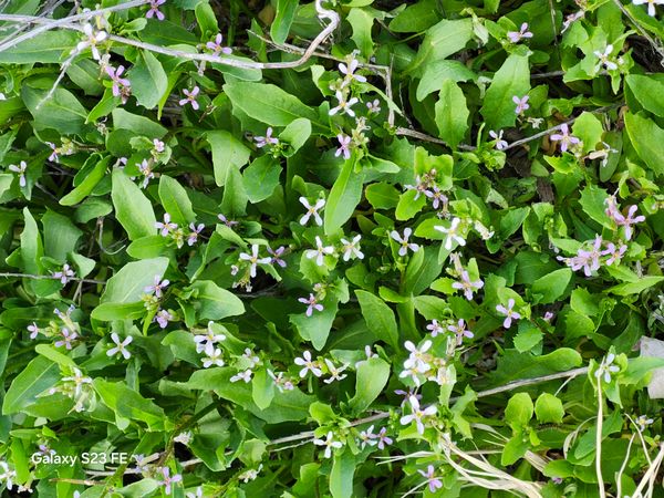 April Matthews Needs a House, $1,000/mo Max on iROOMit